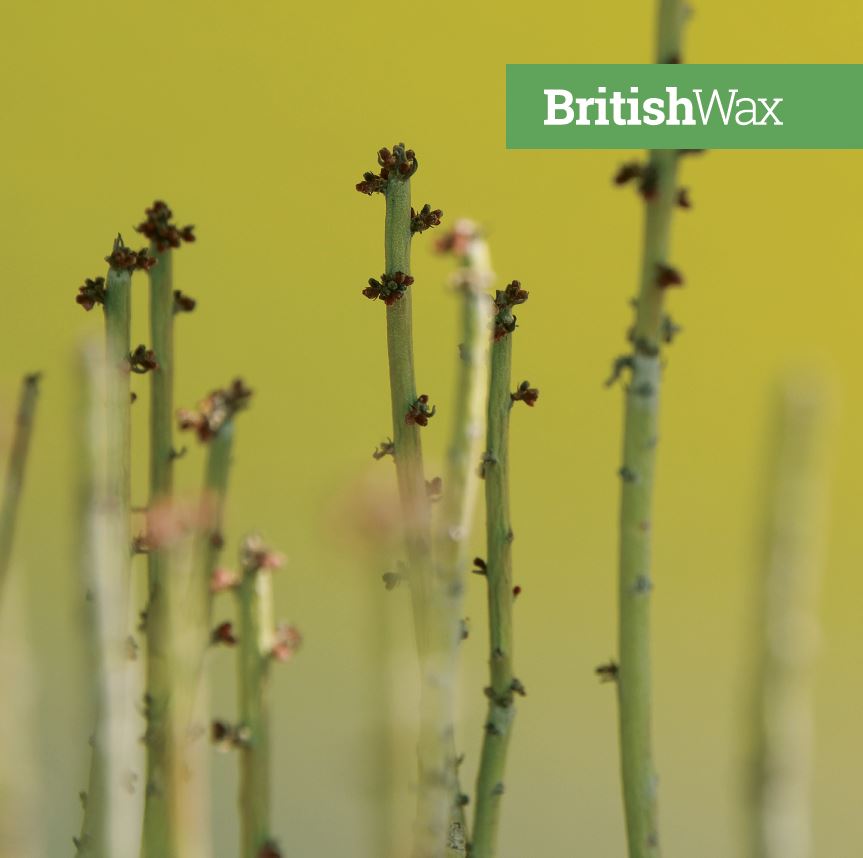 Candelilla Wax - British Wax